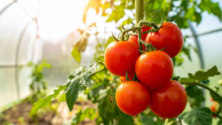 The Low-Effort Way To Grow Tomatoes Without Cages (And Why It Works Better)