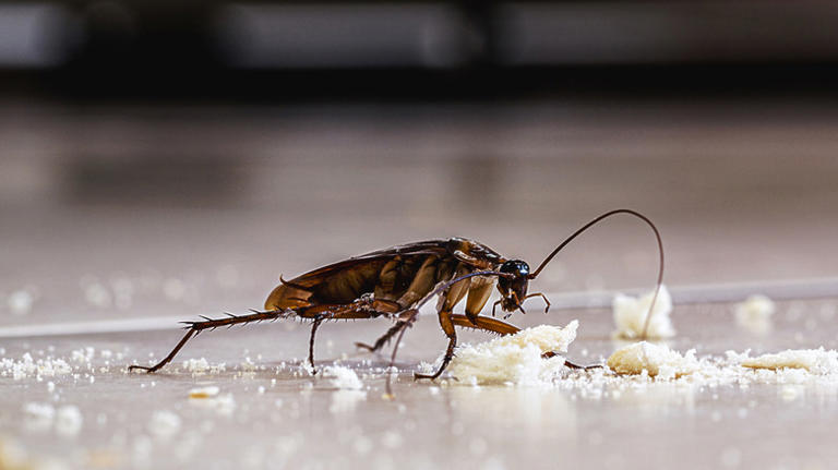 Keep Roaches Out By Keeping Up With This Simple House Cleaning Task