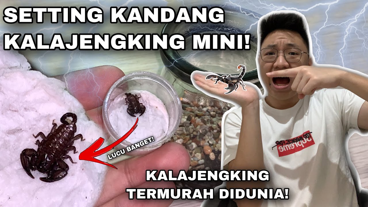 Kalajengking Terlucu yang Pernah Ada?! Saksikan Saya Membangun Kandang ...