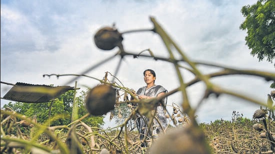 After the floods, farmers face new hardships