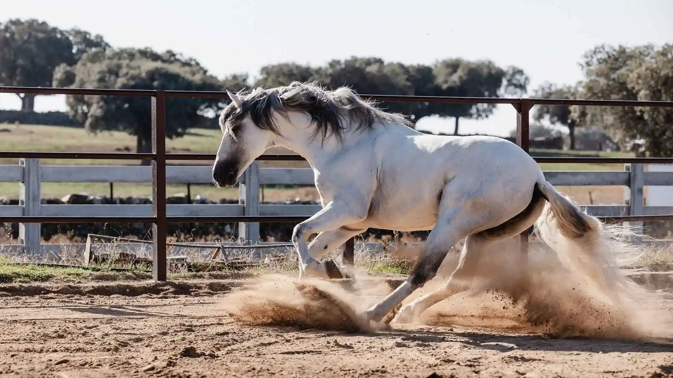 Esperanza de vida del caballo: años, razas, cuidados y récords