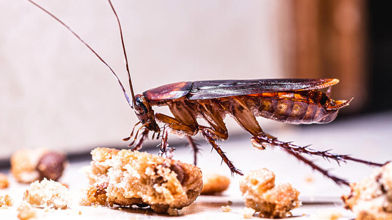 Keep Roaches Out By Keeping Up With This Simple House Cleaning Task