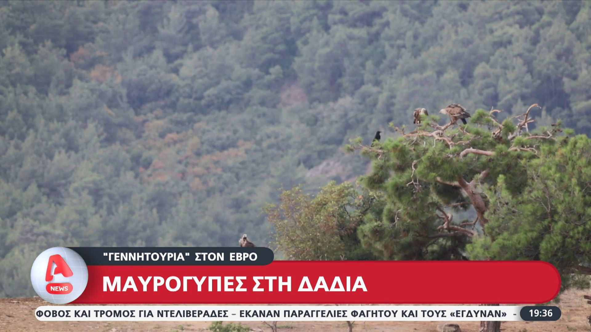 Γεννητούρια στον Έβρο: Μαυρόγυπες στη Δαδιά