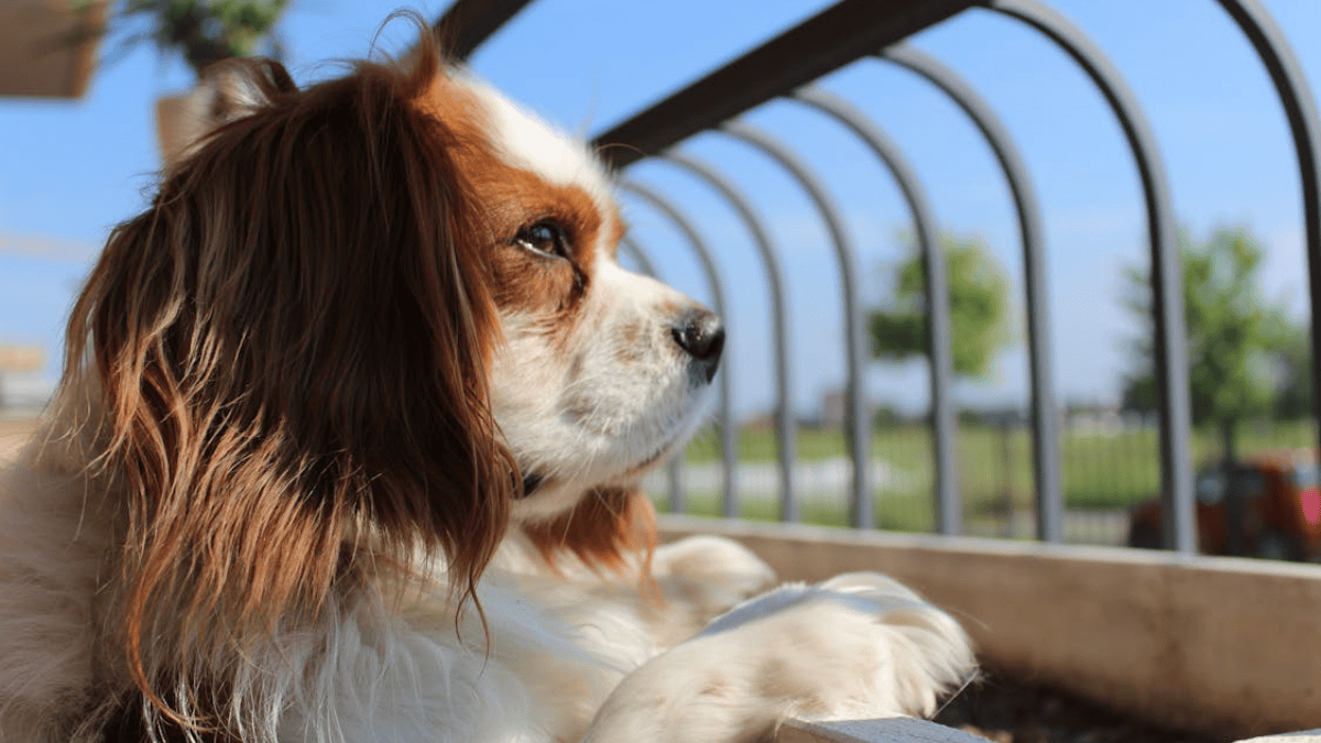 Couch dogs, but with lots of love. Find out who the cuddle kings are