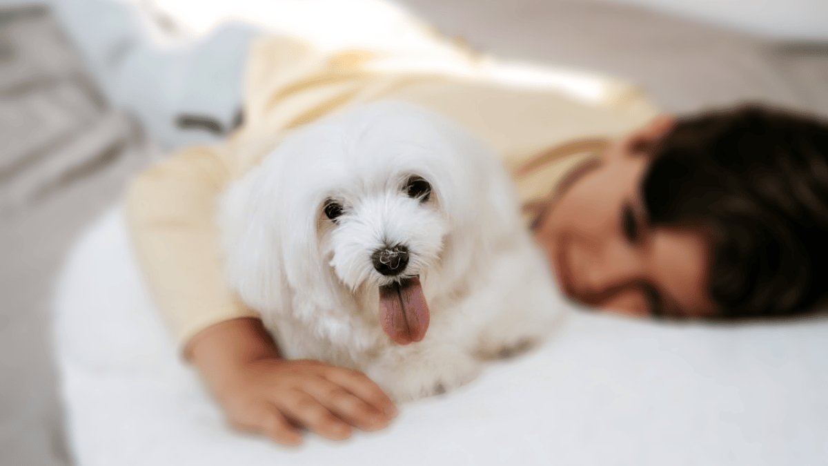 Couch dogs, but with lots of love. Find out who the cuddle kings are