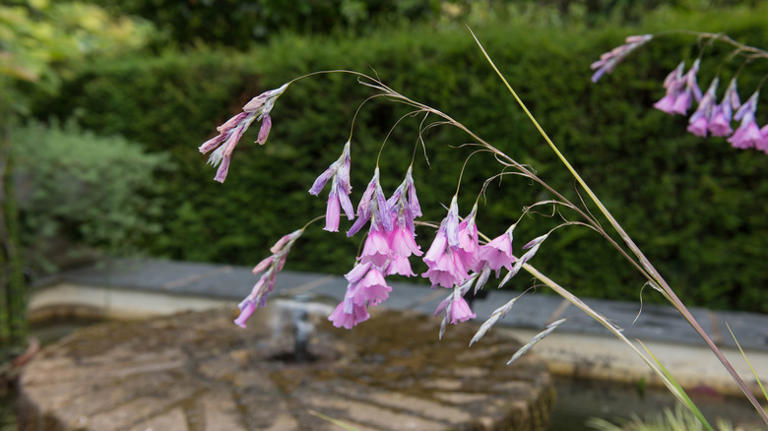 12 Low-Maintenance Flowers That Give A High-End Garden Look Without The ...