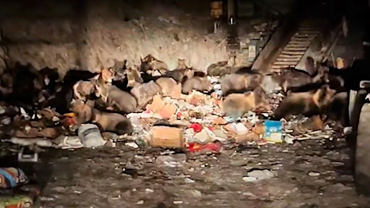 Feeding frenzy! Wild moment 40 bears rummage through Tibetan landfill site