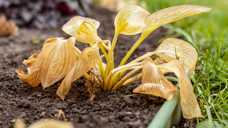 The Hosta Fertilization Mistake That Increases The Chance Of Winter Damage