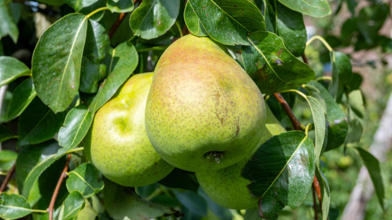 10 Unique Types Of Pears And How To Use Them