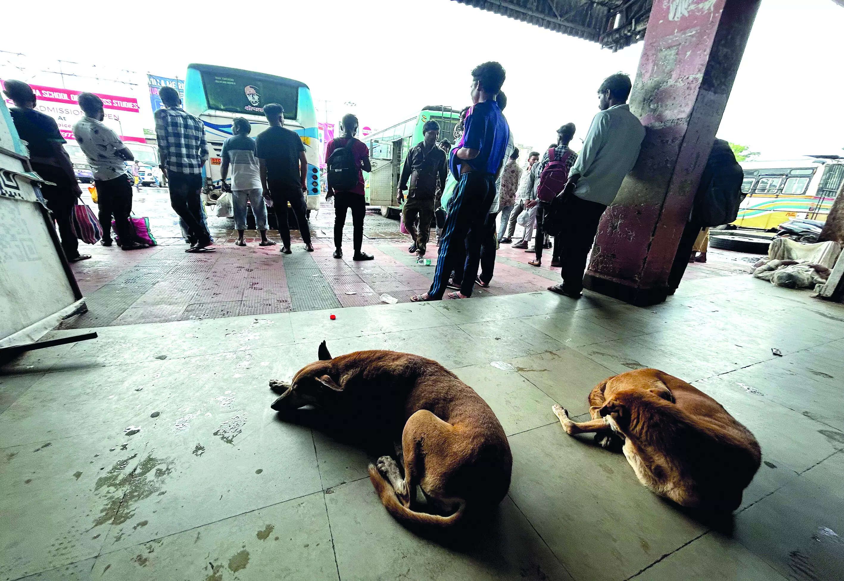CCP plans stray feeding zones