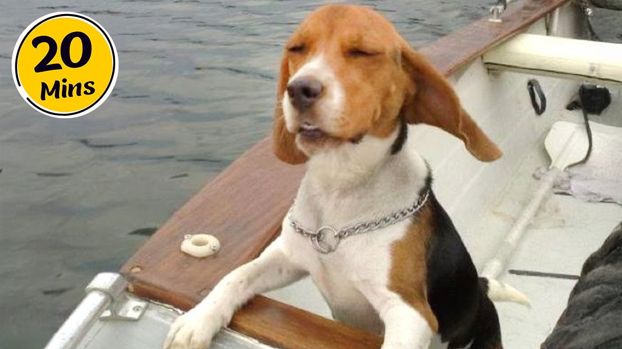 Dog comedy clips that will make you laugh nonstop