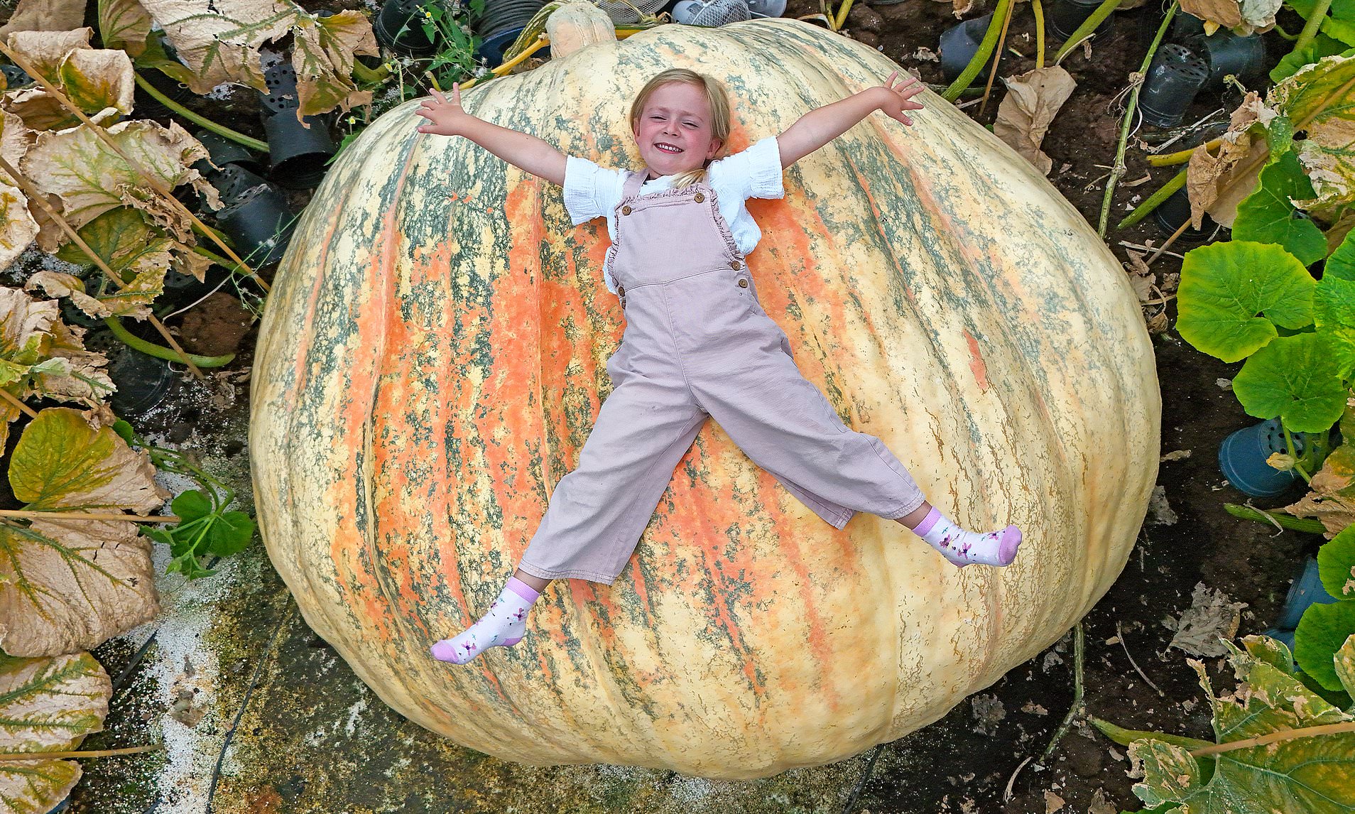 What a whopper! Twins' prized pumpkin which drinks 1,000 pints of water ...