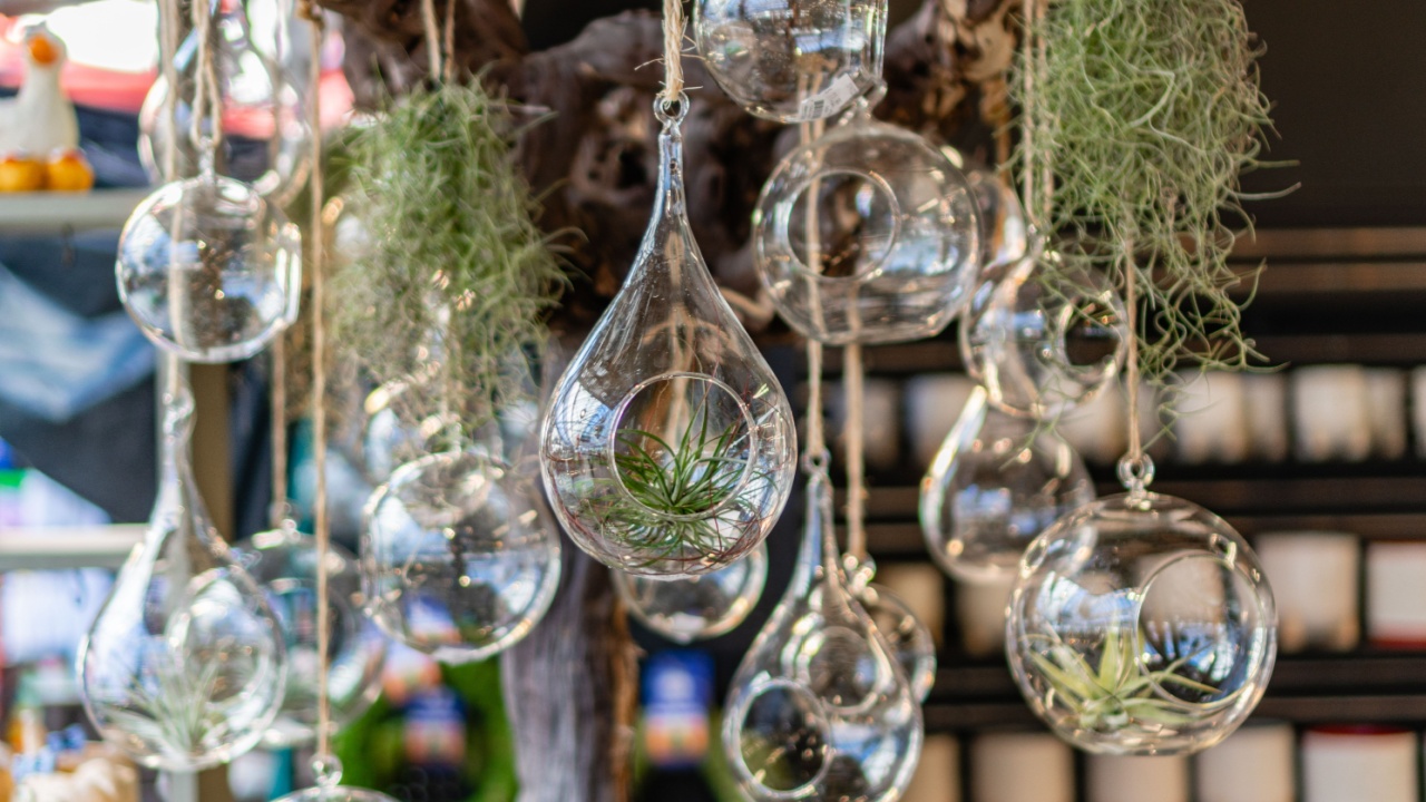 18 set-and-forget houseplants that are simple to care for