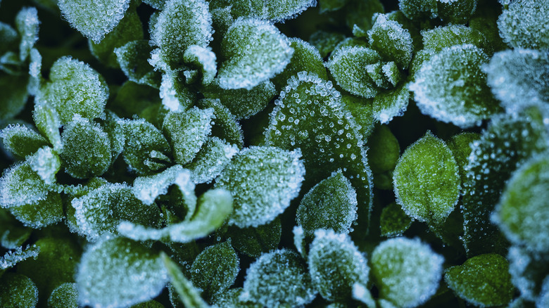 When To Expect The First Frost Of 2025 Based On Region