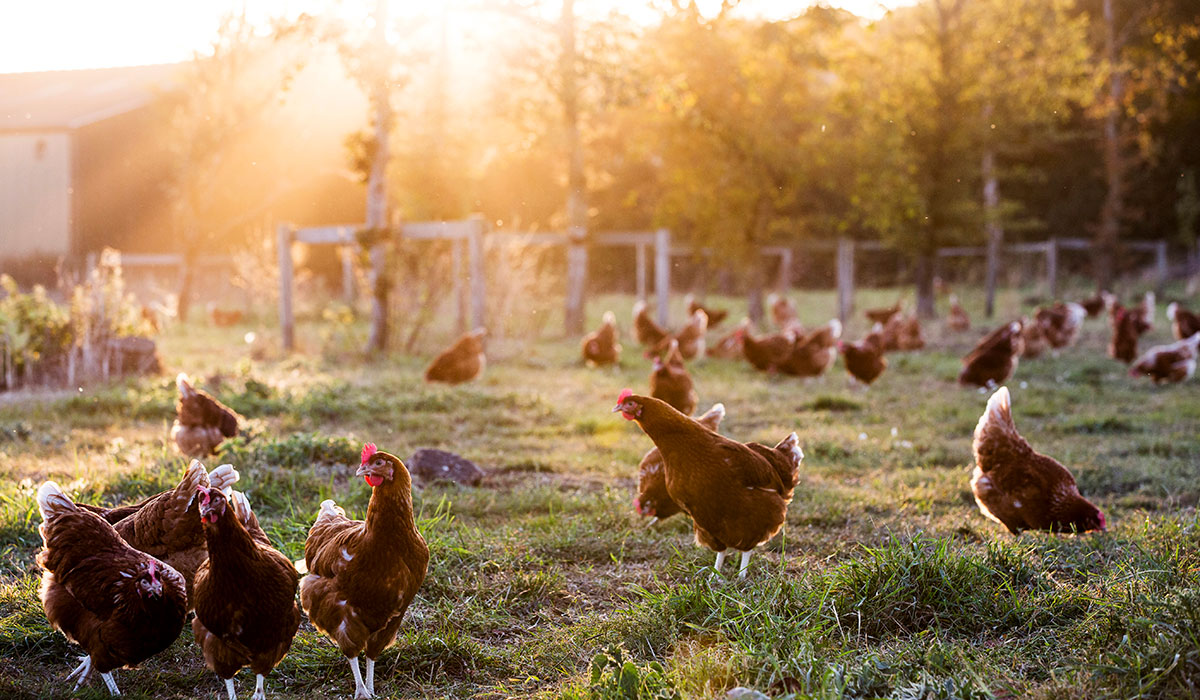 Flock of birds culled in commercial poultry premises due to suspected ...