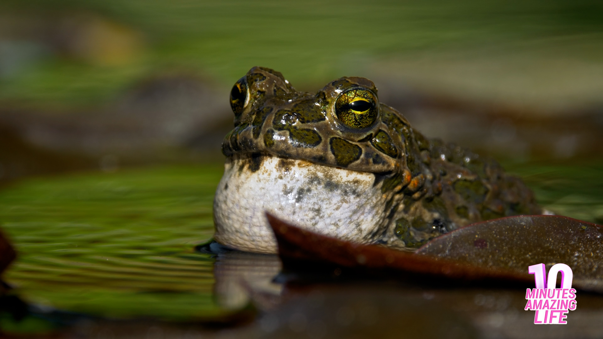 Green Toad Calling Loudly in a Pond