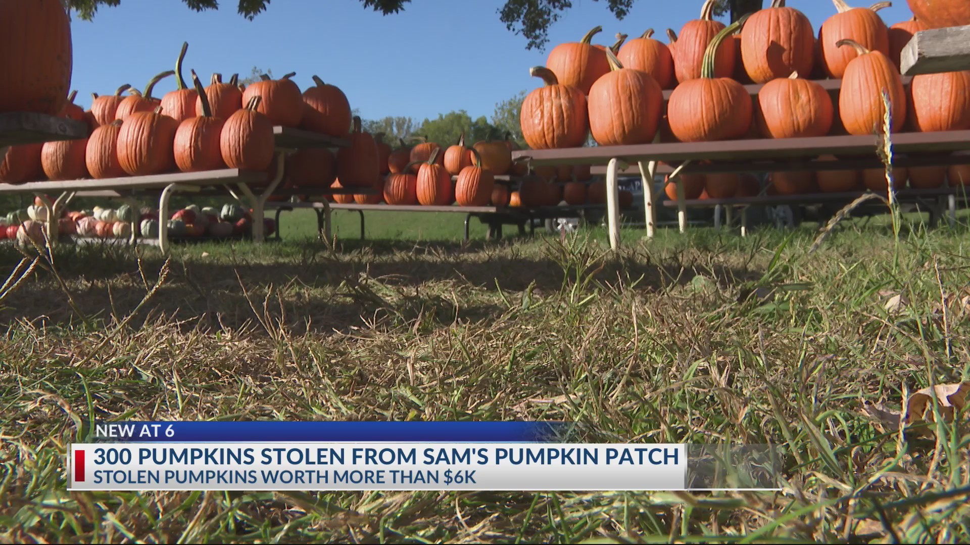 $6K worth of pumpkins stolen from pumpkin patch