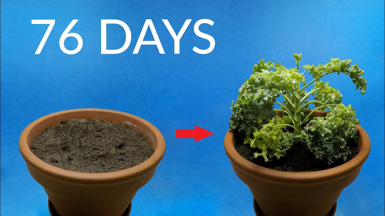 76-Day Kale Growth Time-Lapse