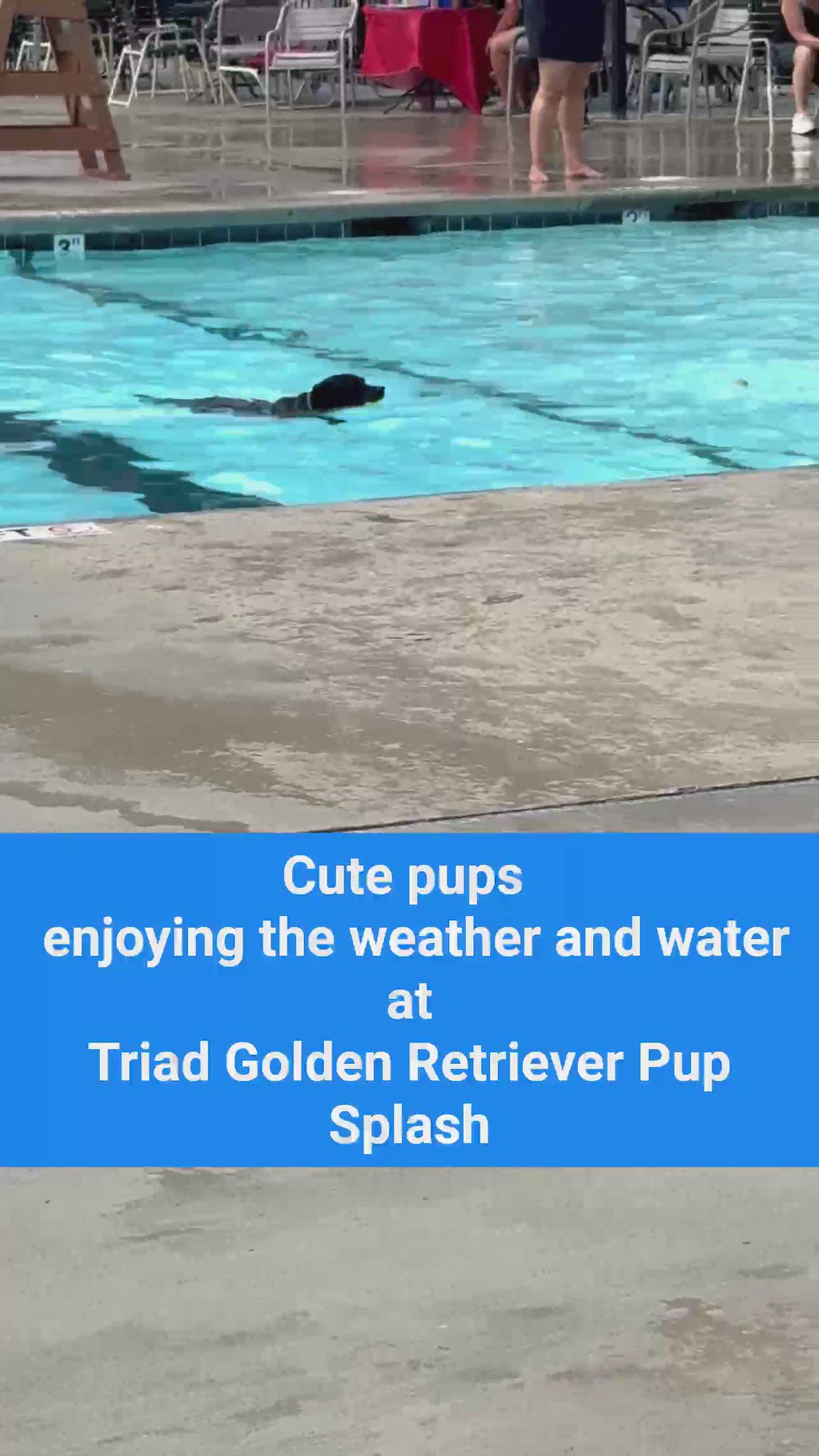 WATCH: Dogs enjoy the water and weather at Triad Golden Retriever Pup ...