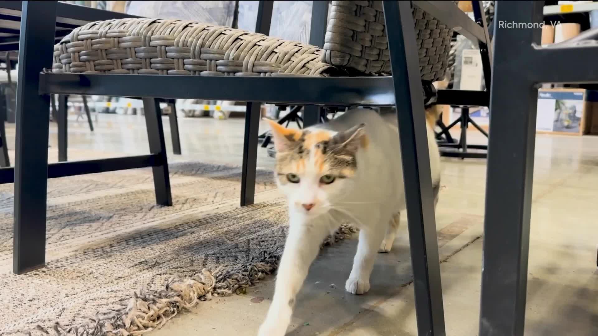 'Exciting update' in search for Richmond's beloved Lowe's cat Francine