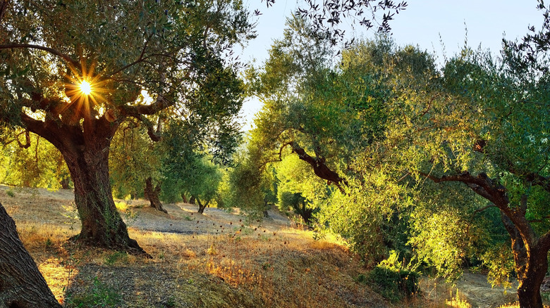 What Makes Kalamata Olives Unique?