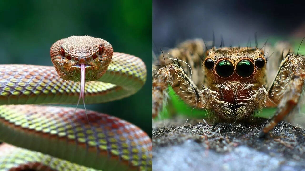 Snakes vs. Spiders: Understanding their venom and behaviour; which ...