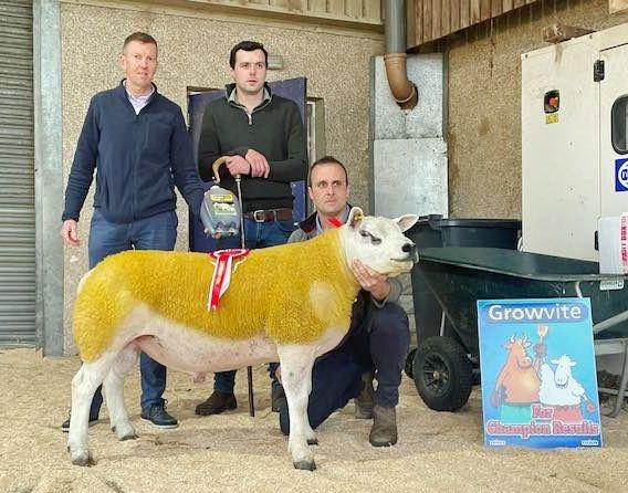 High of 3000gns for Mullan Impact at Co Antrim Texel Sale
