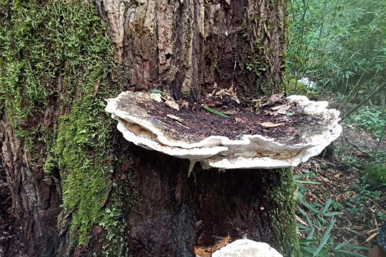 Massive fungus from India is newly described species