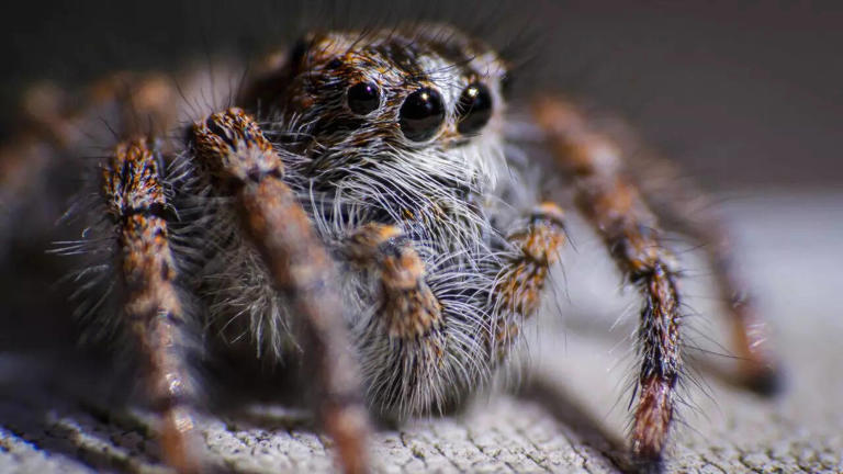 Snakes vs. Spiders: Understanding their venom and behaviour; which ...