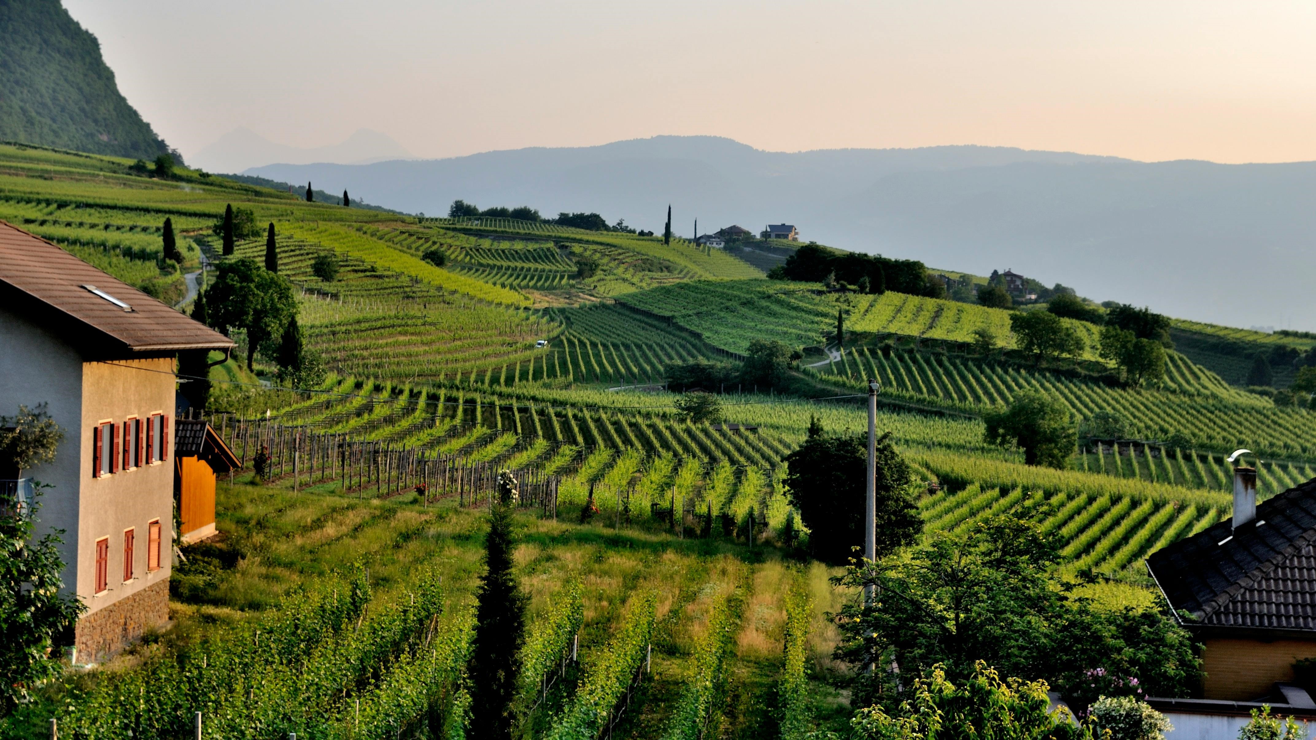 Alto Adige Wine Road: discover 150 kilometres of vineyards and castles