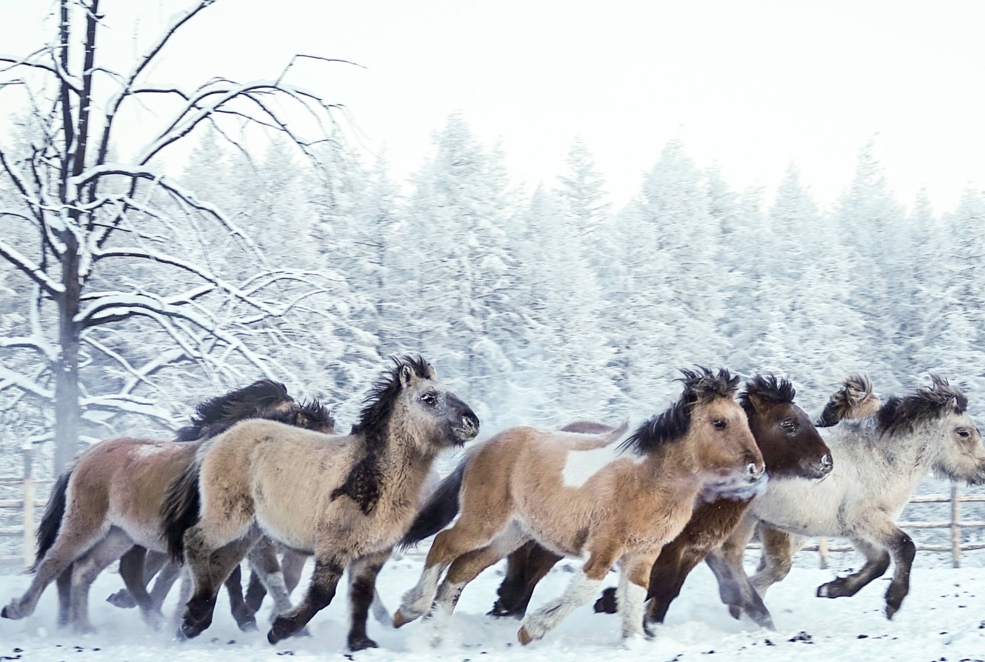 Oimiakón: el pueblo más frío del mundo y su historia