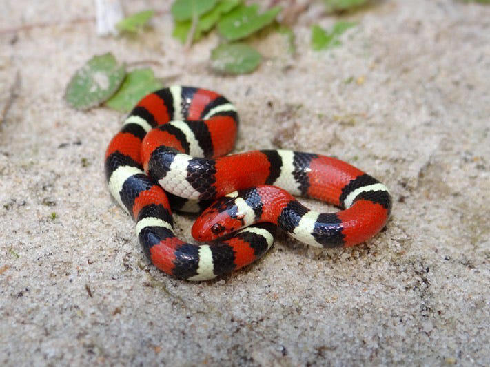 Snake news on Sanibel: Wildlife experts buzzing about this reptile with ...