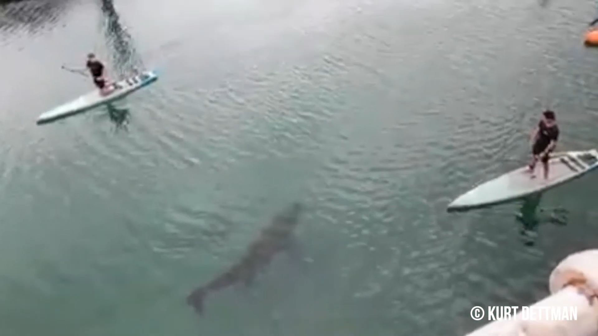 Giant Basking Shark Spotted In Torquay Harbour