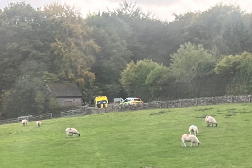 Man killed by falling tree in Upper Cumberworth - full police statement