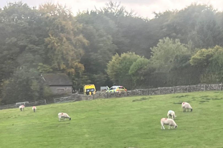 Shock and sadness as 'lovely fella' killed by falling tree branch