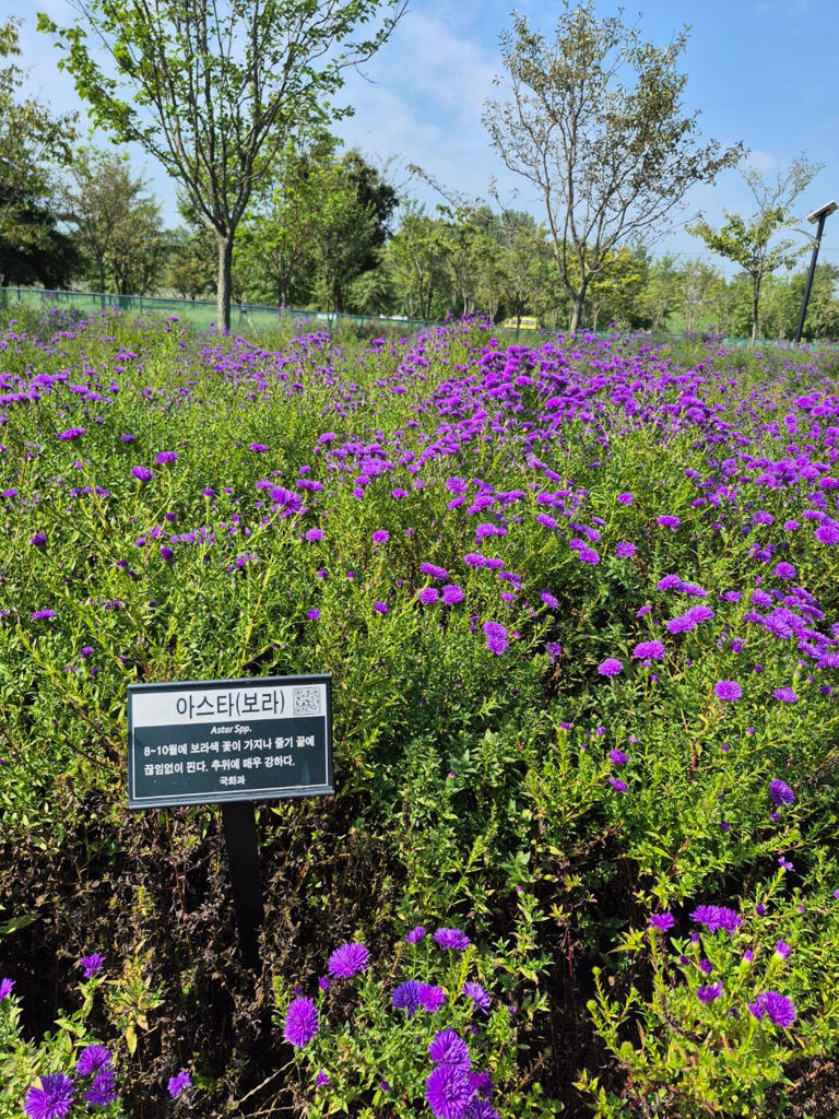 Gumi City's Chuseok: Flower Gardens and Samulnori