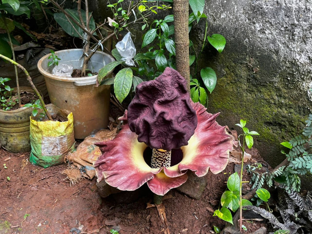Bunga Bangkai Suweg Mekar di Srengseng Sawah, Warga Kaget: Kami Tidak ...