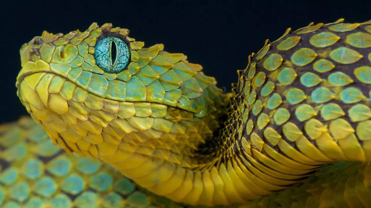 7 Invasive snakes in the USA you need to know about from Burmese Python ...