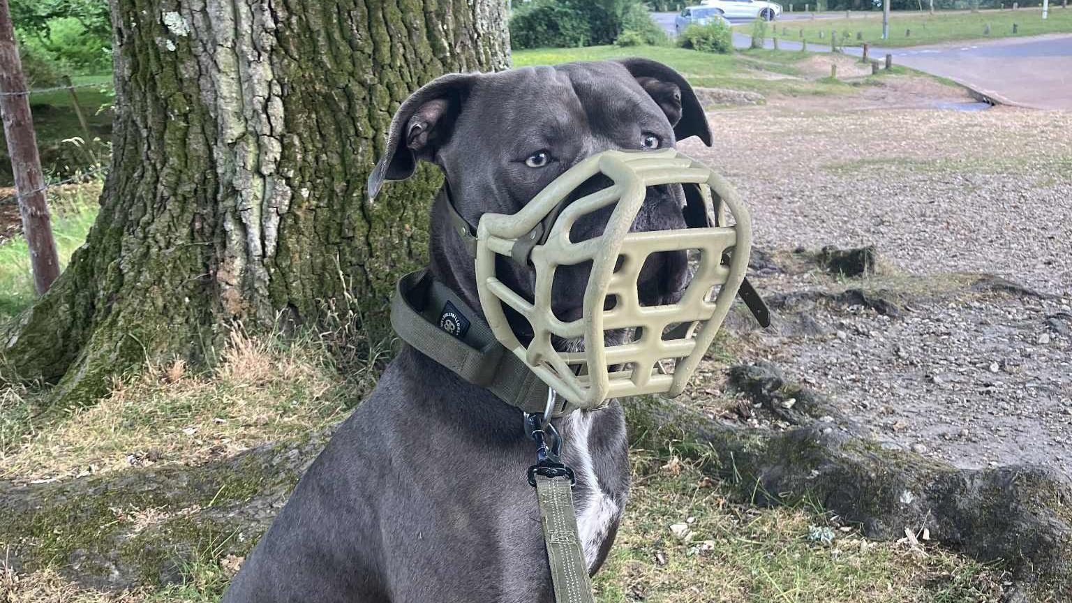 XL bully owner 'left in tears' by abuse since ban