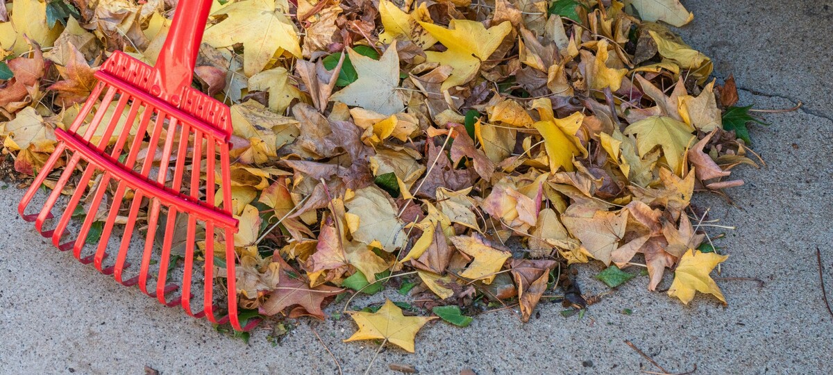 How to Rake Leaves Without Breaking Your Back (or the Bank)