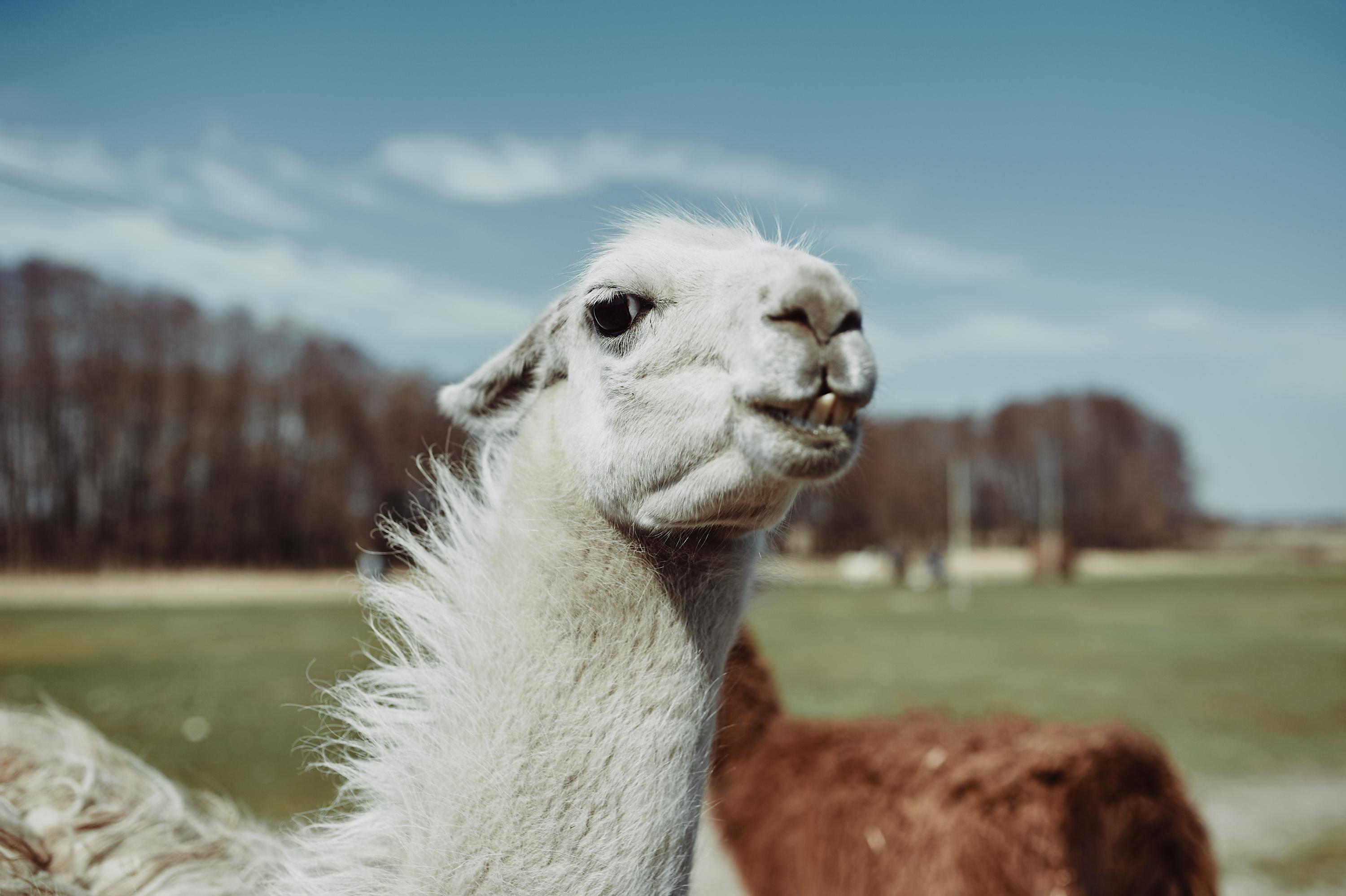 Le cama, un animal fantastique issu du croisement entre le lama et le ...
