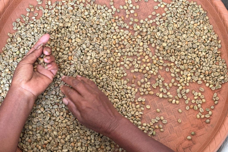 Kopi Kenangan Fokus Hulu ke Hilir Kembangkan Biji Kopi Arabika di Bali