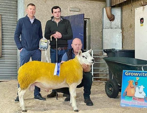 High of 3000gns for Mullan Impact at Co Antrim Texel Sale