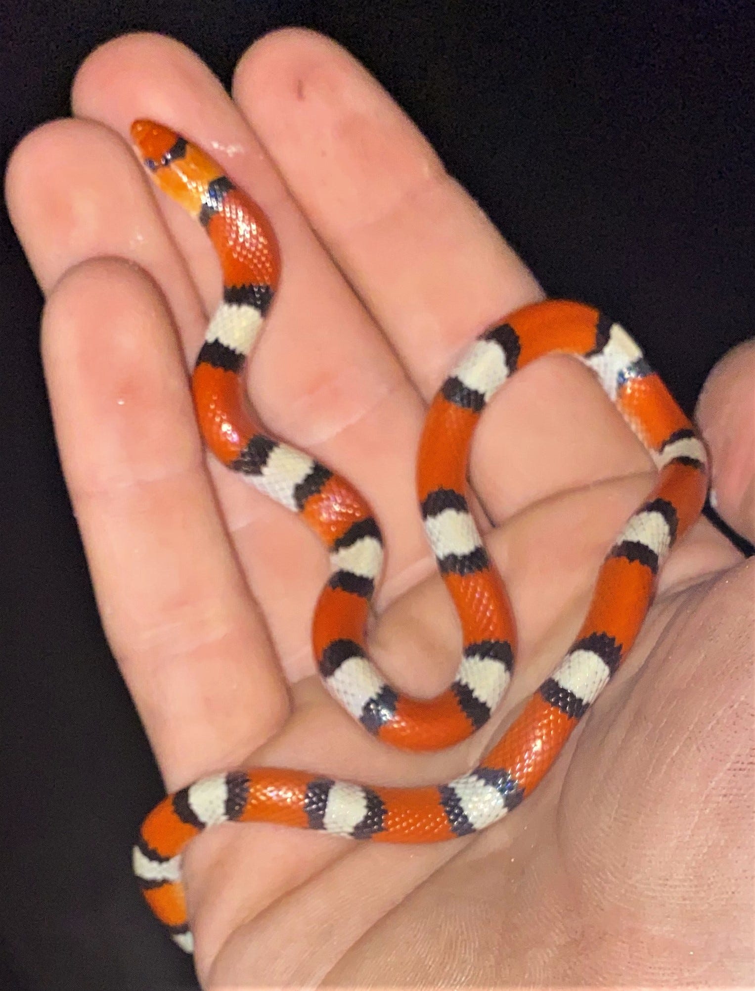 Snake news on Sanibel: Wildlife experts buzzing about this reptile with white underbelly