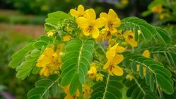 8 Khasiat Daun Senna untuk Kesehatan Tubuh: Lengkap dengan Cara ...