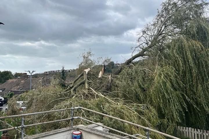 See pictures of fallen tree in Hastings street following high winds ...