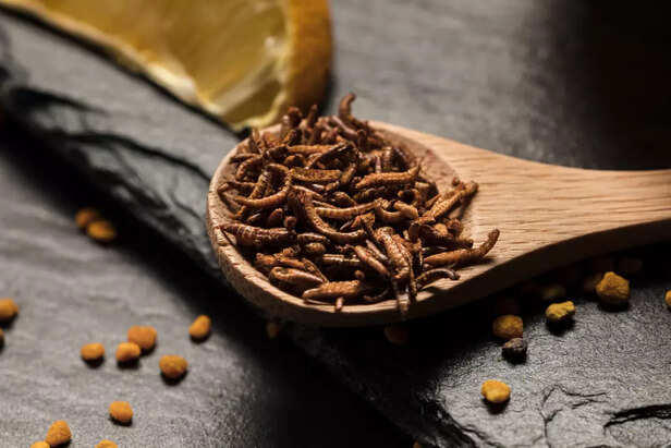Are insect-based diets safe and healthy for pets?