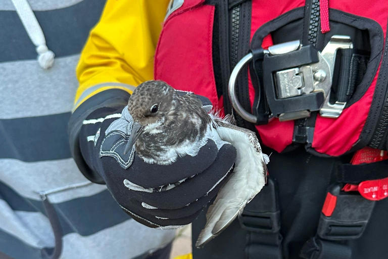 'Not your average call-out' - Whitby lifeboat crew called to rescue ...