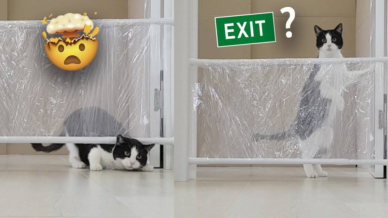 Cat Tries to Find the Exit