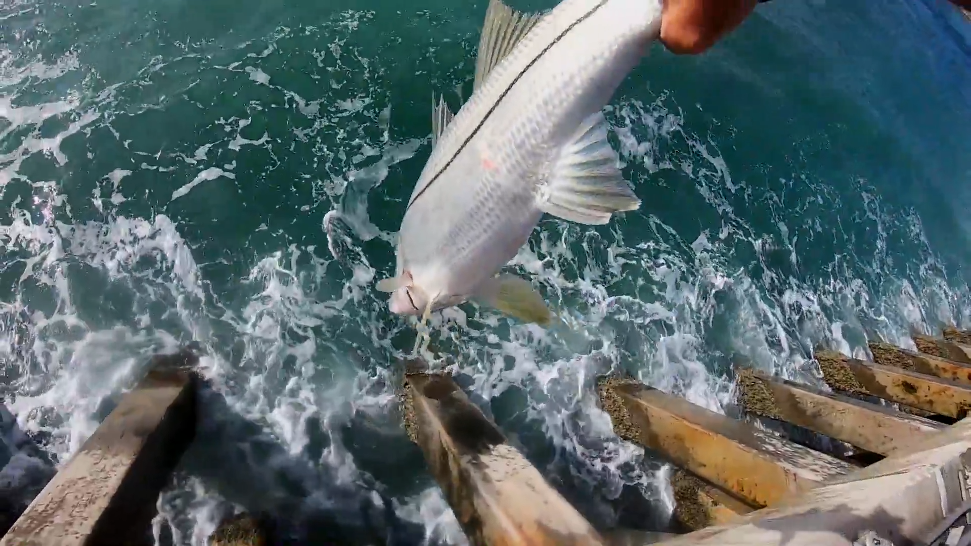 Huge Shrimp Caught In The Cast Net - Plus A Surprise!